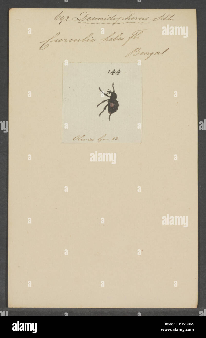 Desmidophorus hi-res stock photography and images - Alamy