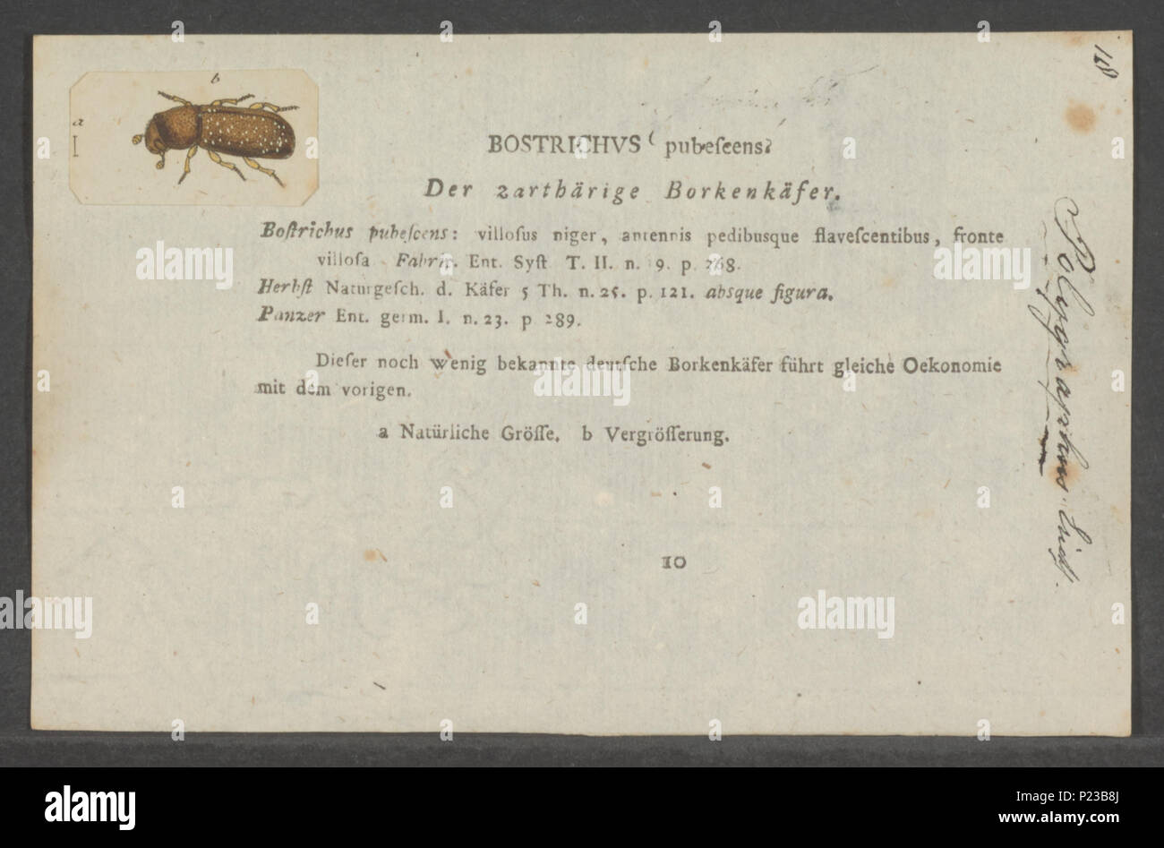 Polygraphus hi-res stock photography and images - Alamy