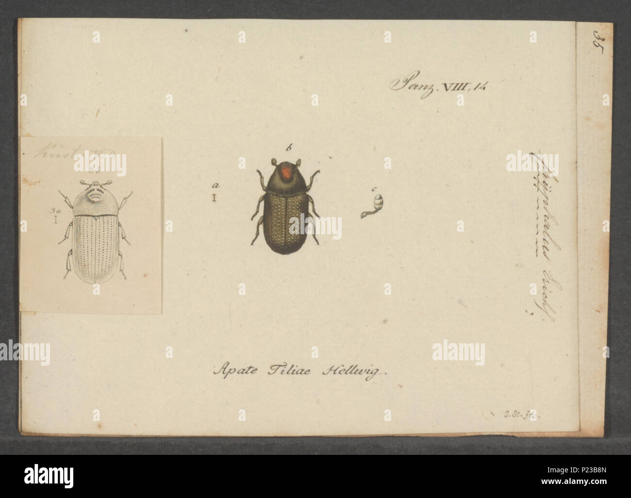 . Cryphalus 71 Cryphalus - Print - Iconographia Zoologica - Special ...