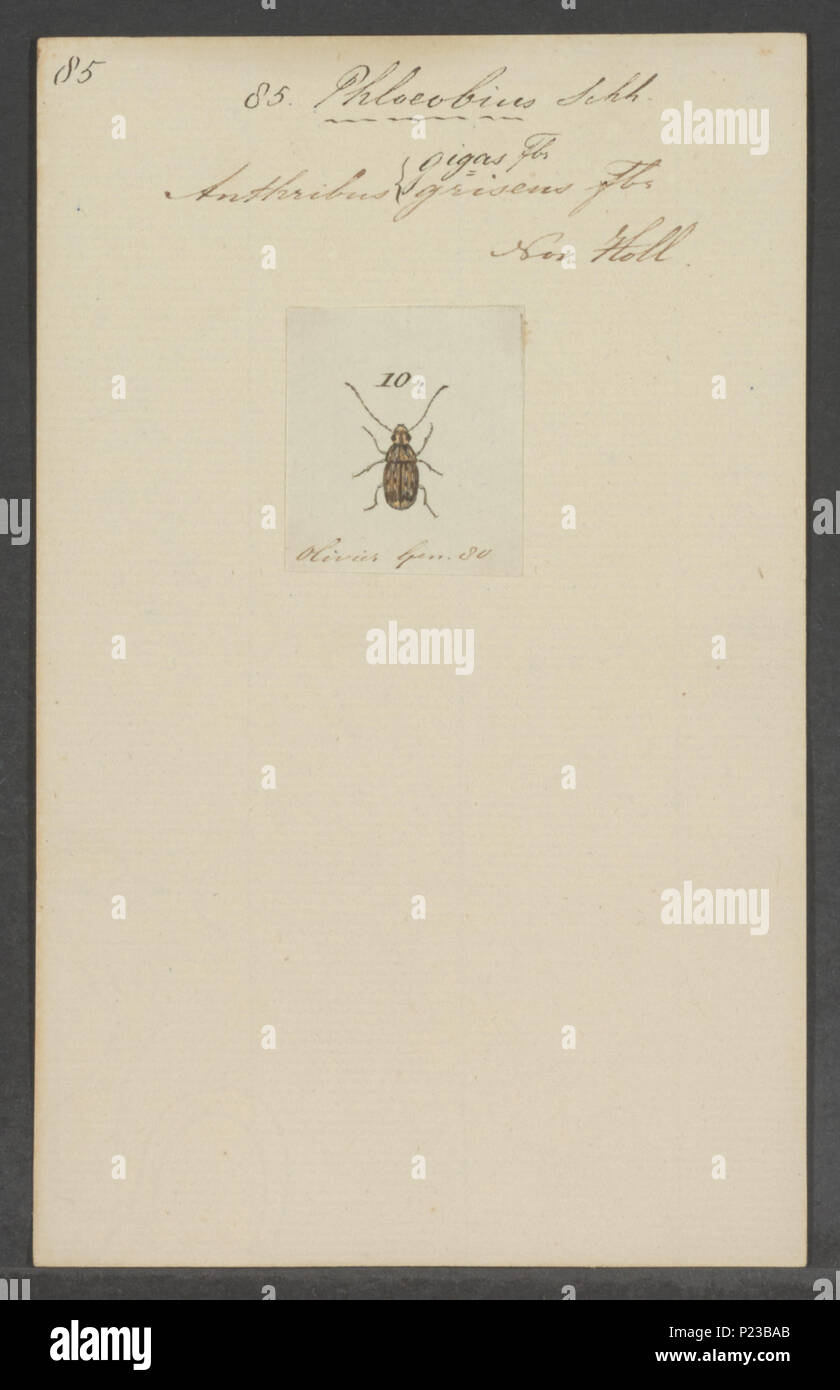 Phloeobius hi-res stock photography and images - Alamy