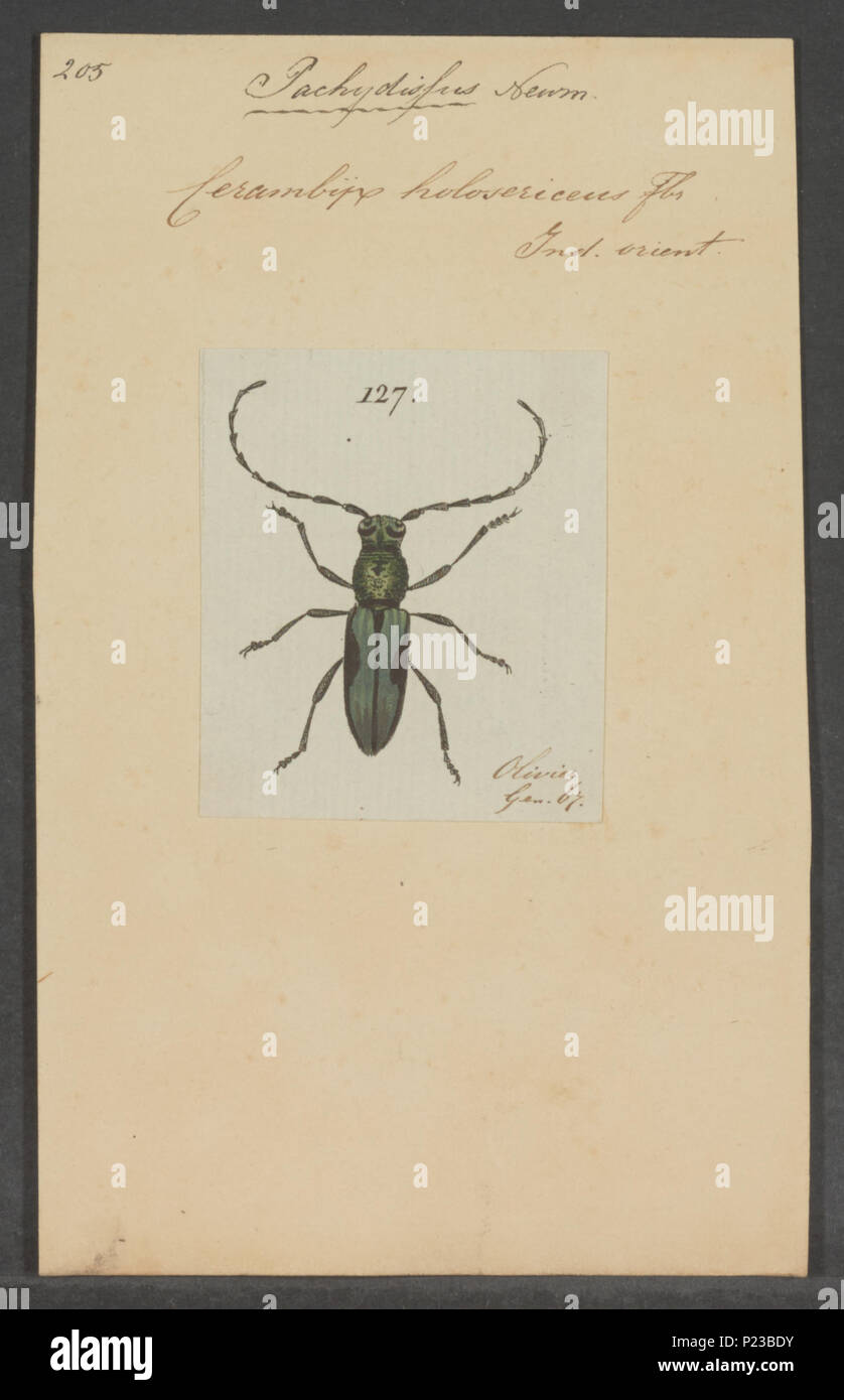 Pachydissus hi-res stock photography and images - Alamy