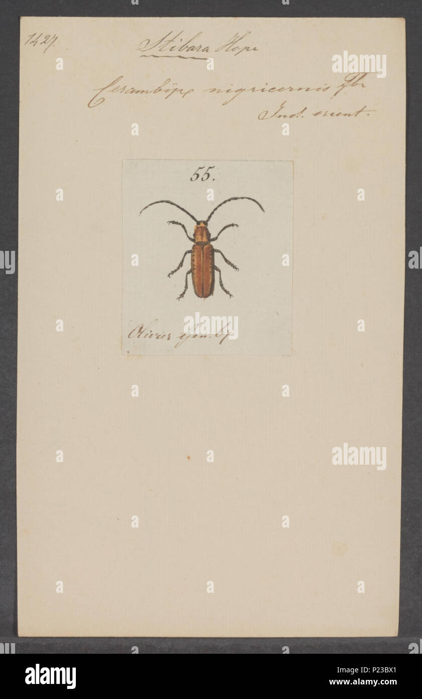 Stibara hi-res stock photography and images - Alamy