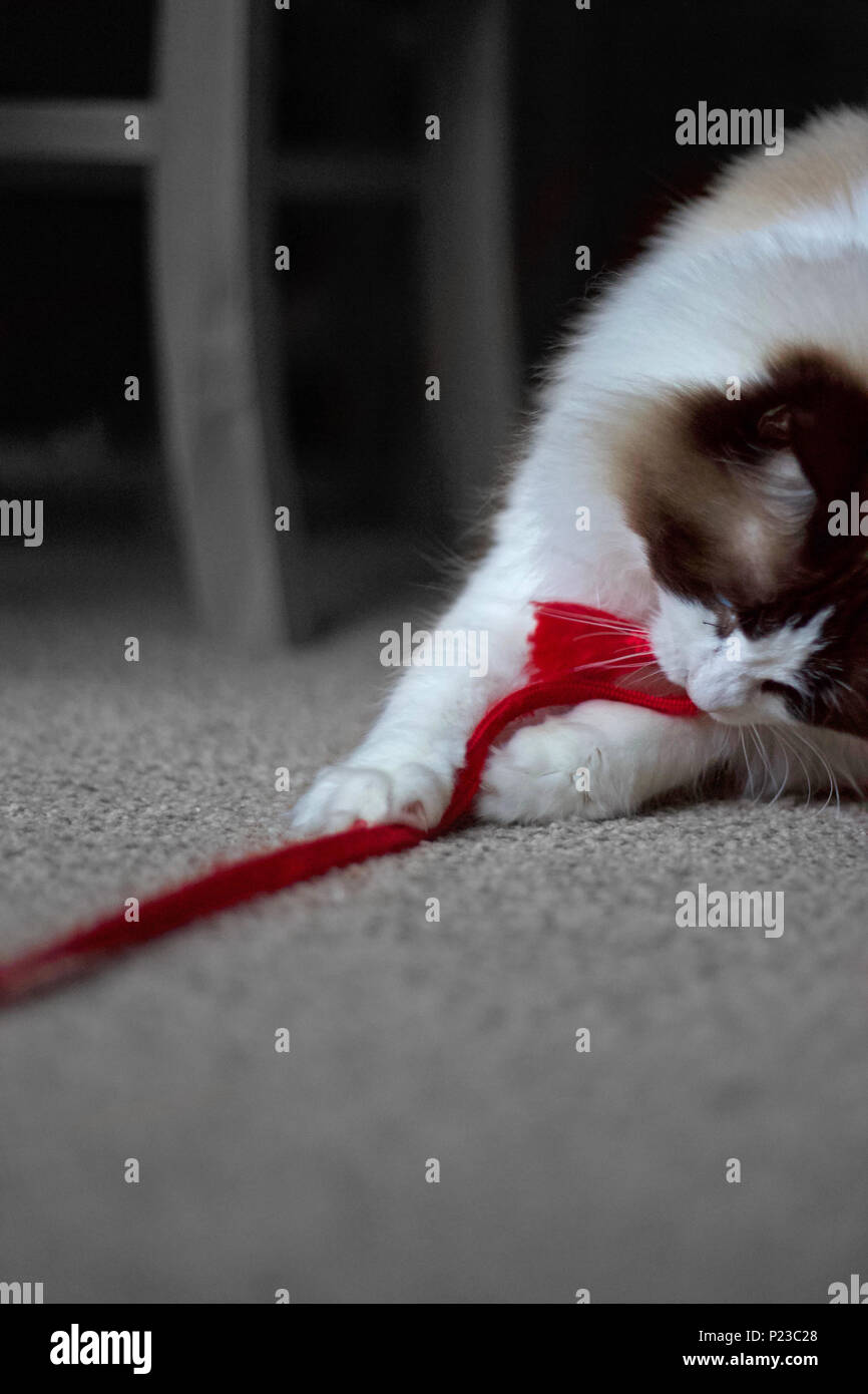 Cat playing with string hi-res stock photography and images - Alamy