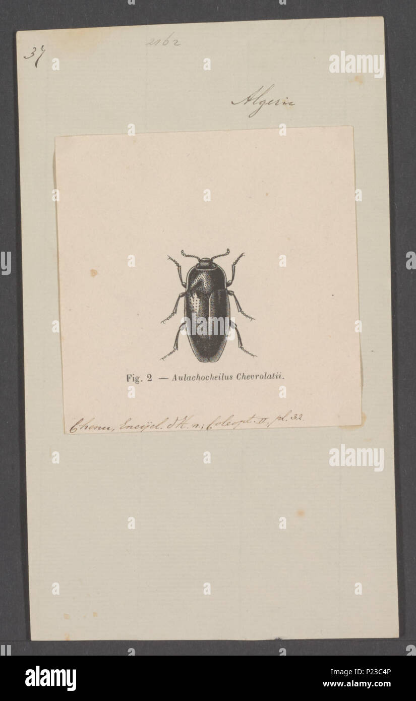 . Aulacochilus 25 Aulacochilus - Print - Iconographia Zoologica ...