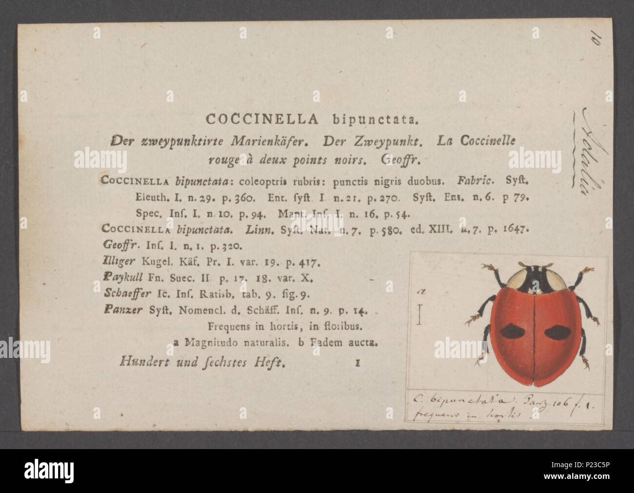 Coleoptera classification illustration hi-res stock photography and ...