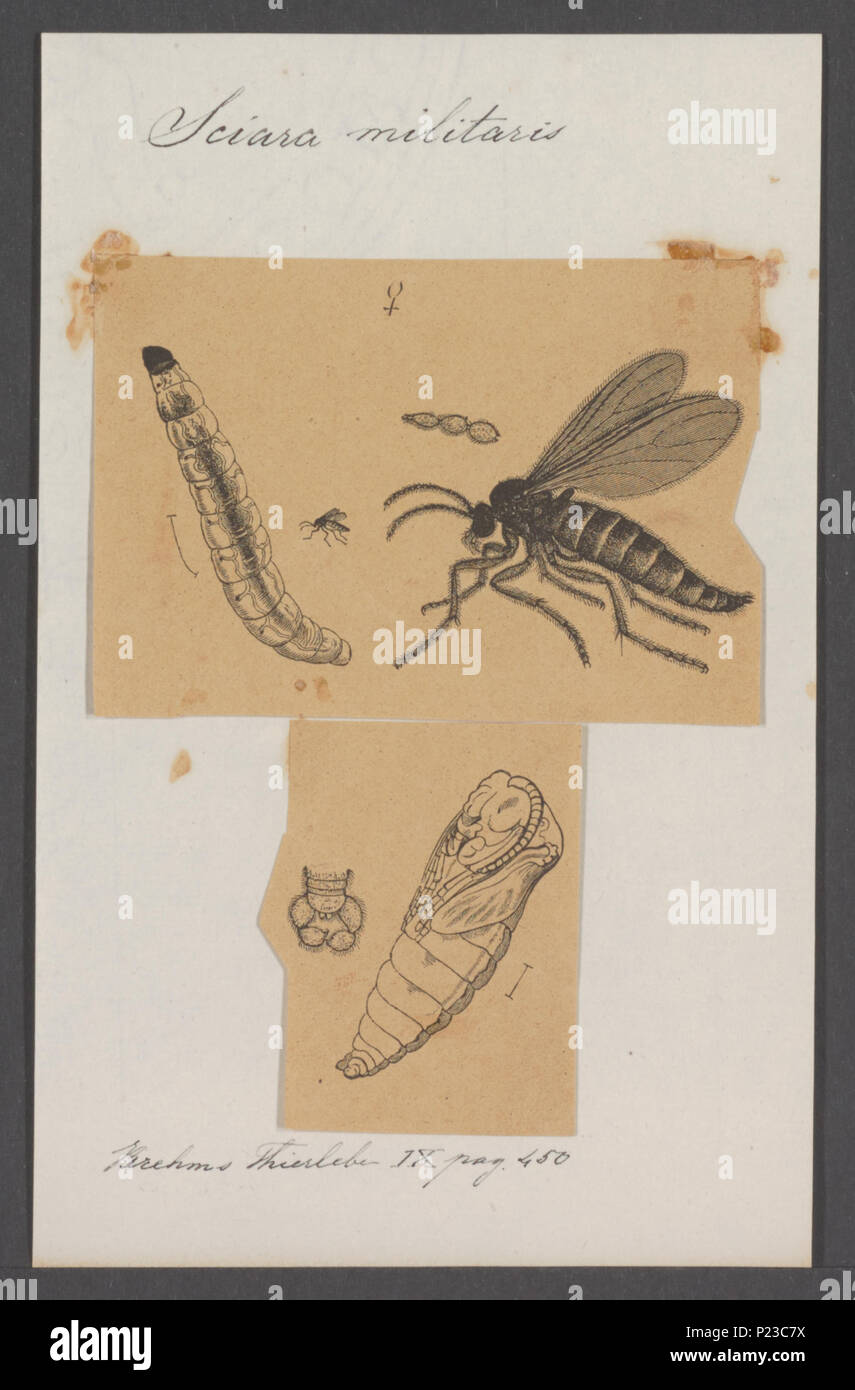 Sciara hi-res stock photography and images - Alamy