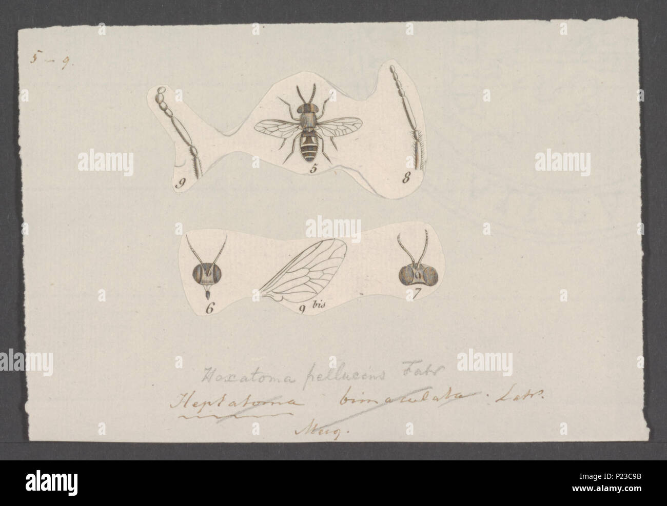 . Hexatoma 148 Hexatoma - Print - Iconographia Zoologica - Special ...