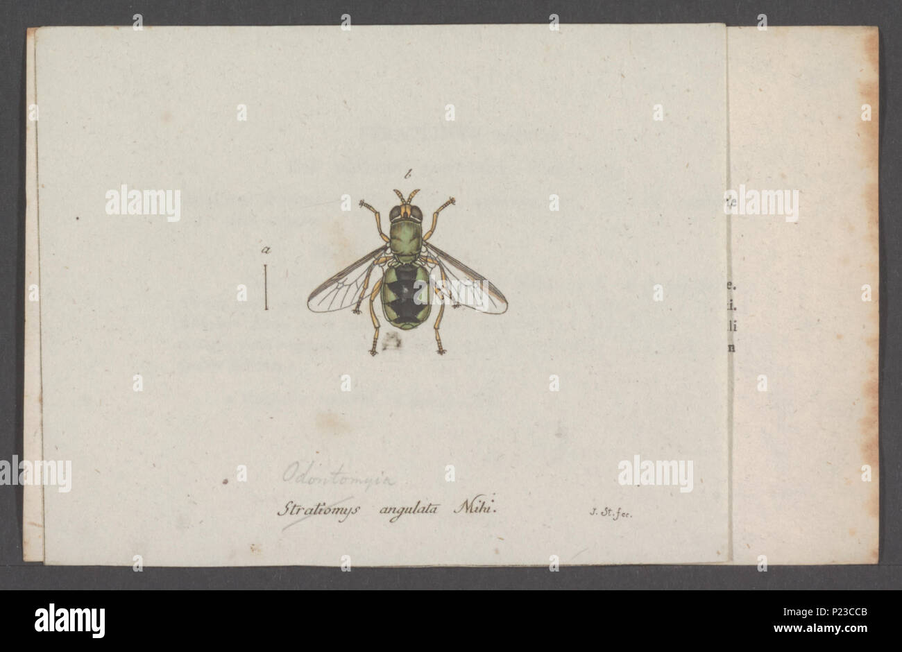 Stratiomys hi-res stock photography and images - Alamy