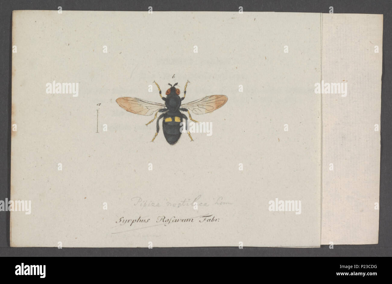 Pipiza hi-res stock photography and images - Alamy