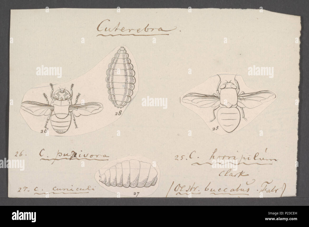 Cuterebra hi-res stock photography and images - Alamy