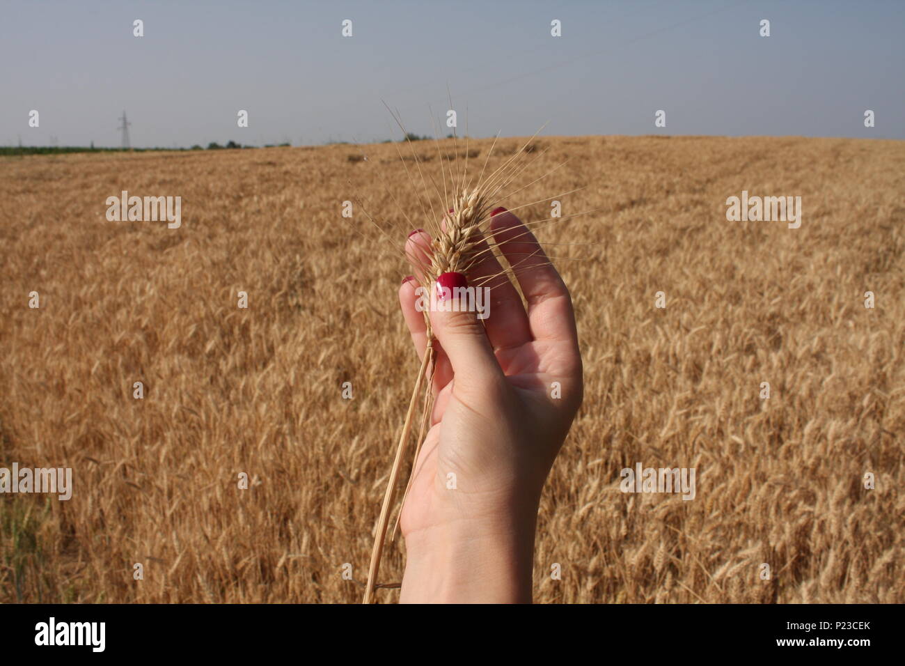Wheat sprouts in a woman's farmer hand Stock Photo - Alamy