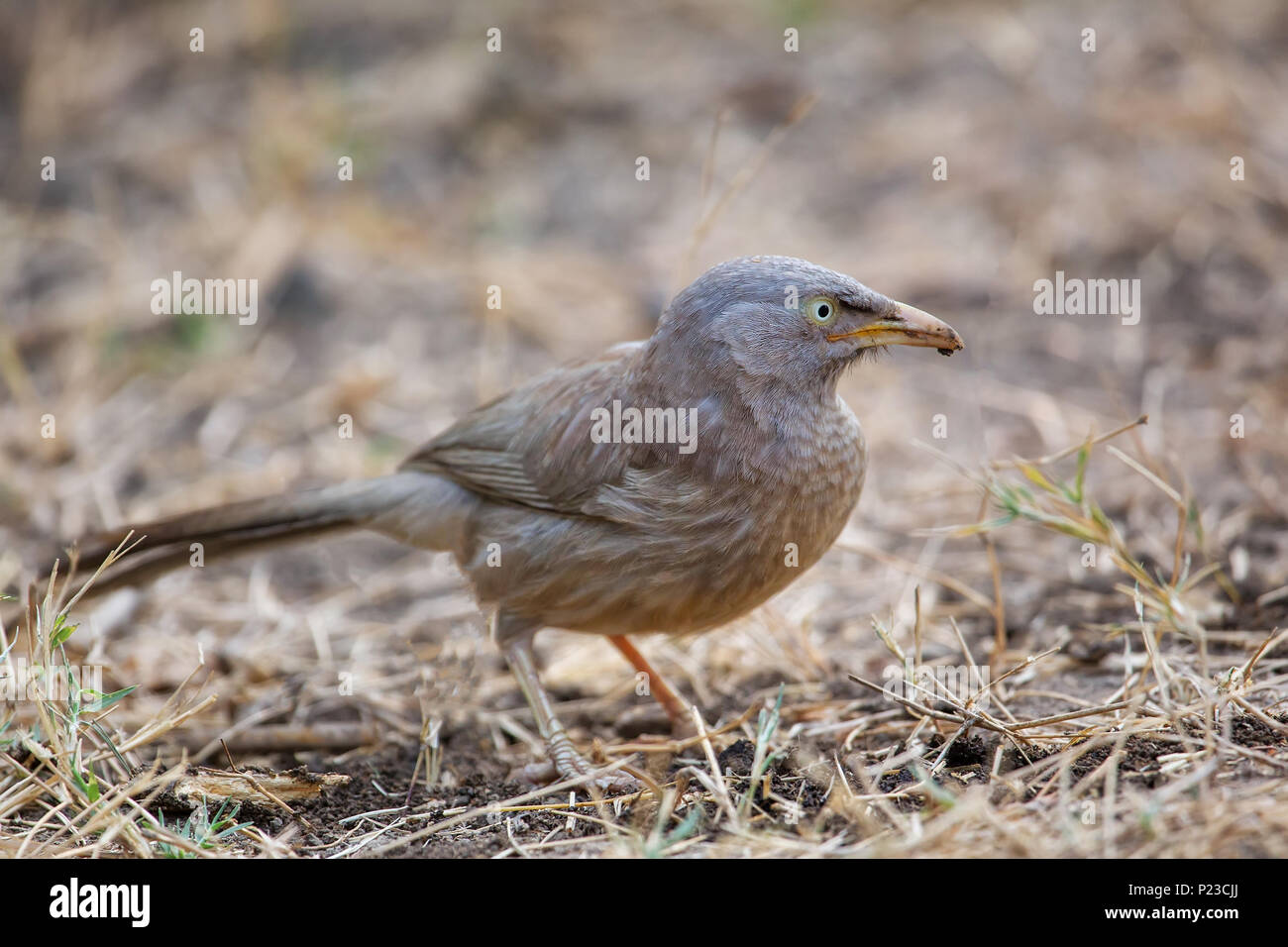 Jungle babbler (Turdoides striata) sitting on the ground in Keoladeo ...