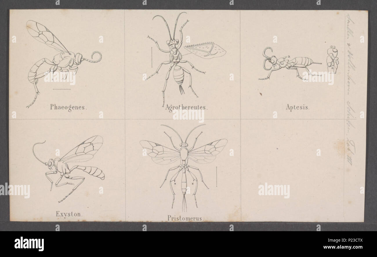 Phaeogenes hi-res stock photography and images - Alamy