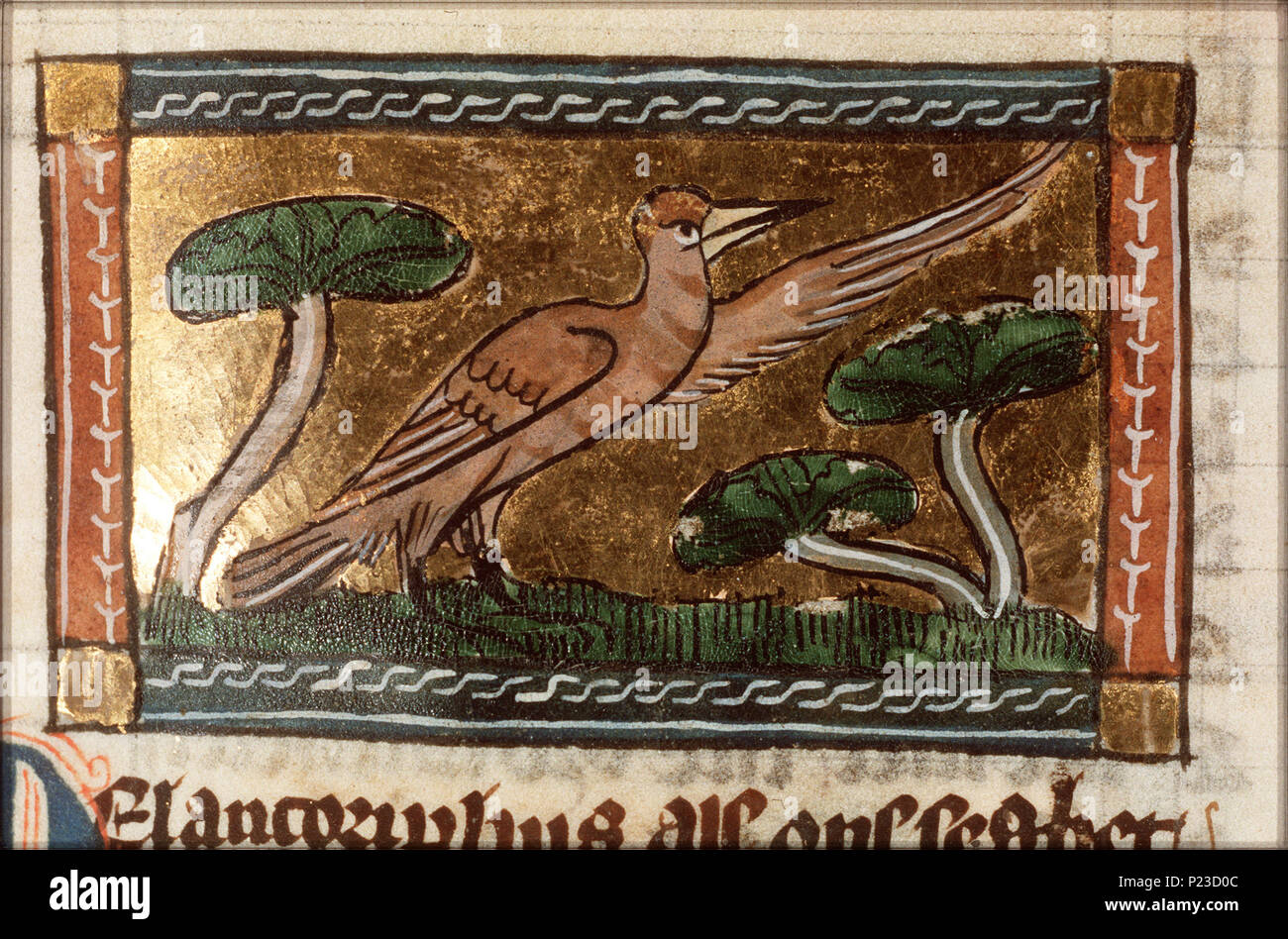 . Melancorifus (kind of titmouse) - miniature from folio 094r from Der ...