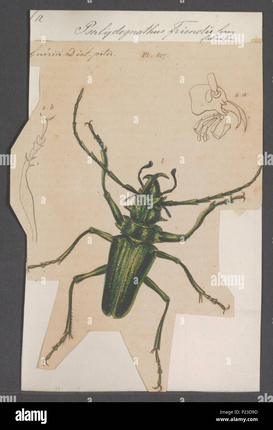 . Psalidognathus 270 Psalidognathus - Print - Iconographia Zoologica ...