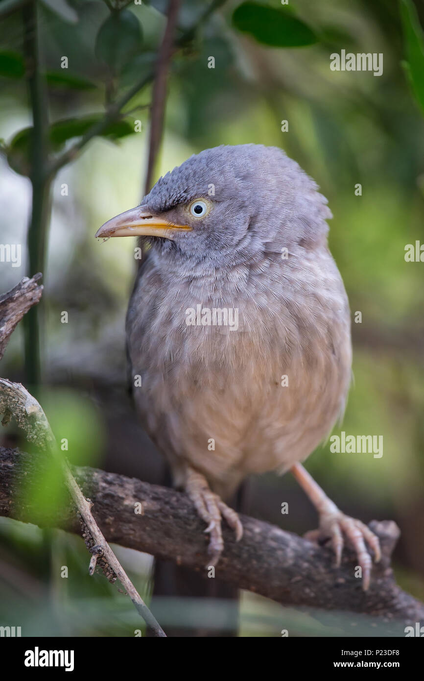Jungle babbler (Turdoides striata) sitting on a tree in Keoladeo Ghana ...