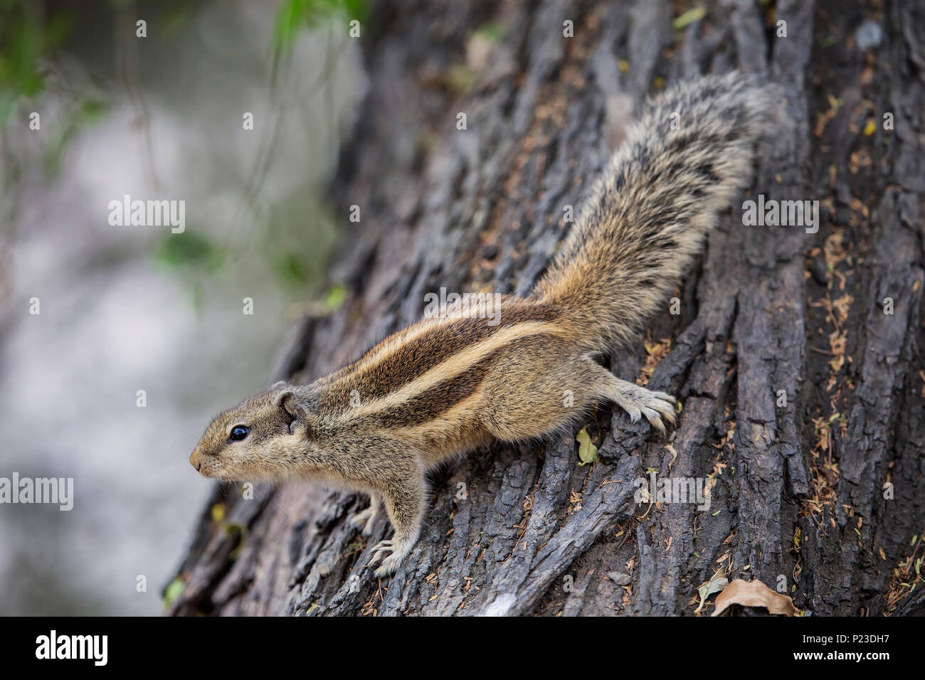 Indian palm squirrel (Funambulus palmarum) sitting on a tree in ...