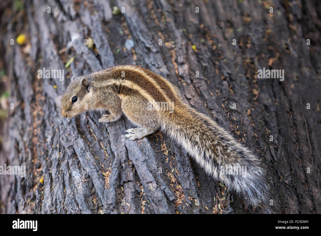Indian palm squirrel (Funambulus palmarum) sitting on a tree in ...