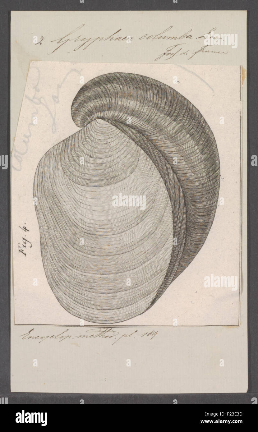 Gryphaea hi-res stock photography and images - Alamy