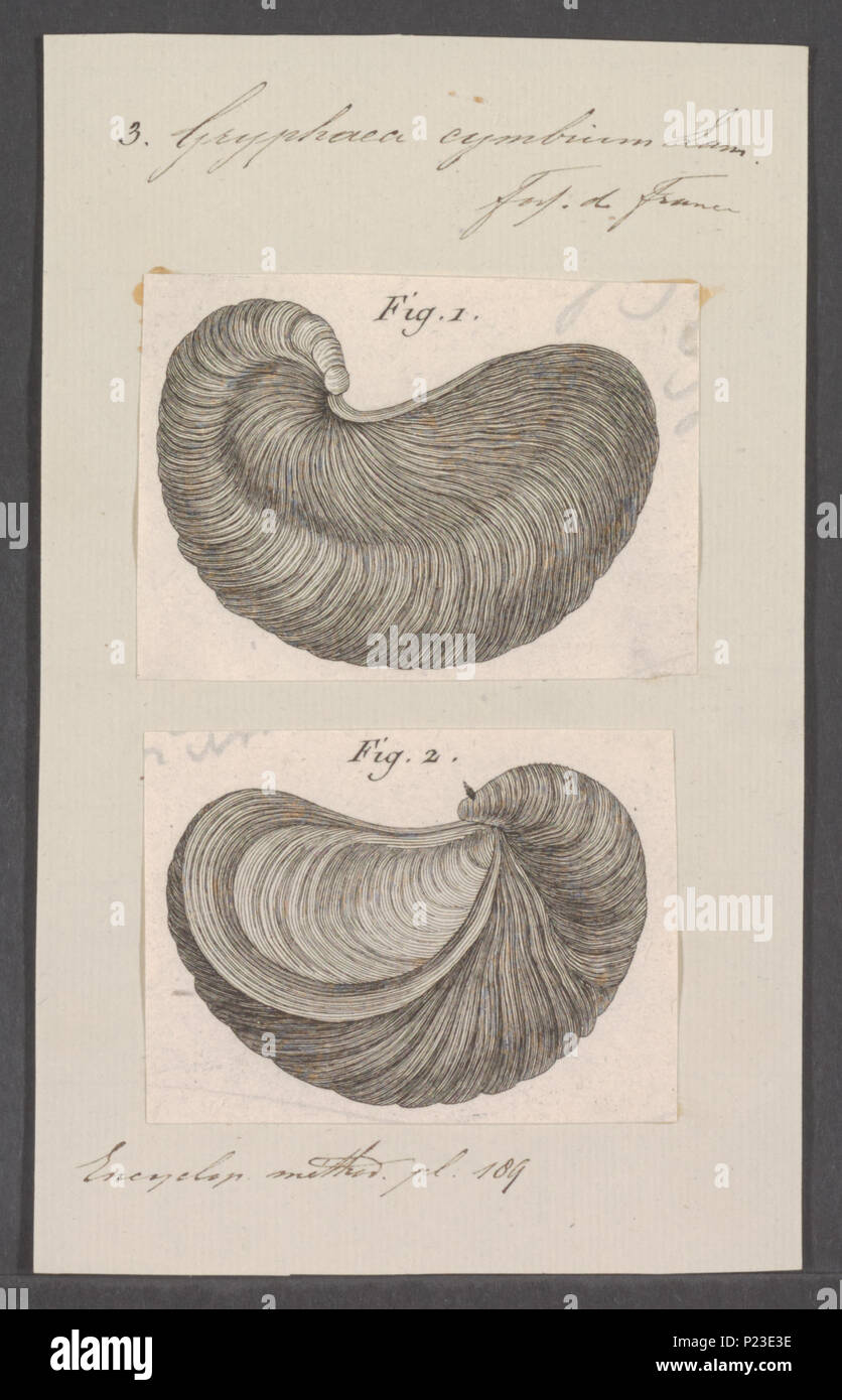 Cymbium hi-res stock photography and images - Alamy