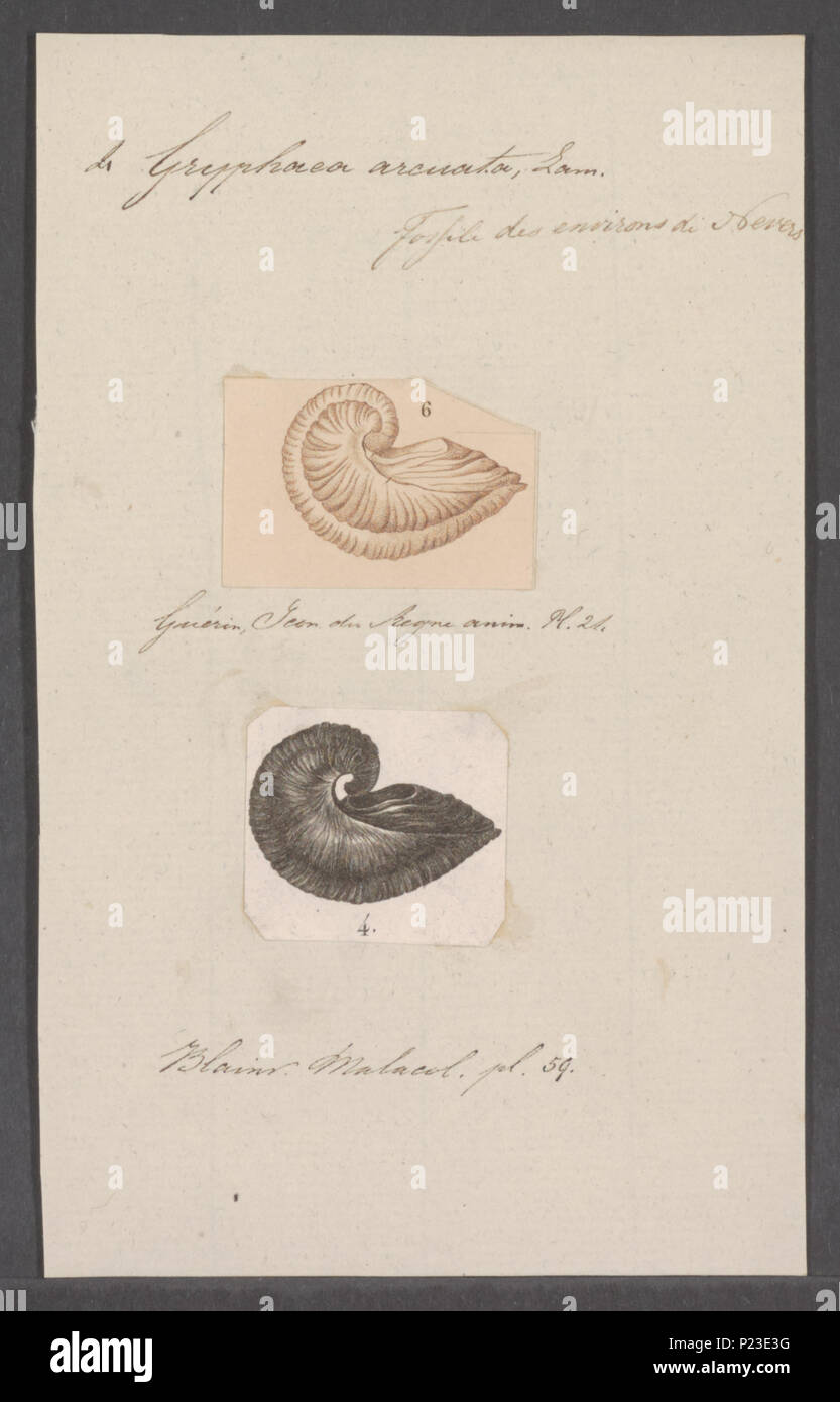 Gryphaea hi-res stock photography and images - Alamy