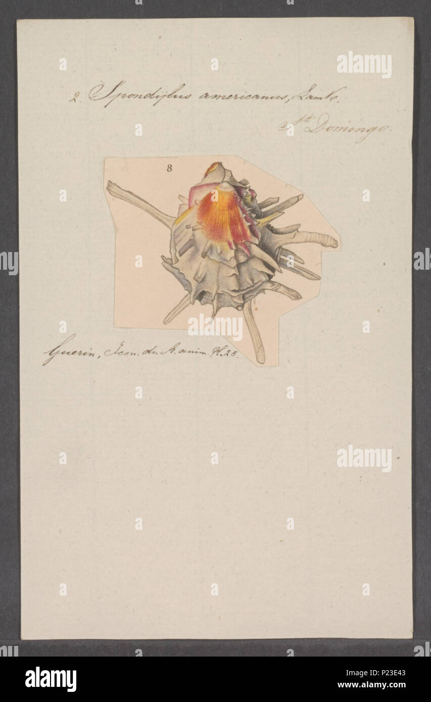 . Spondylus americanus 295 Spondylus americanus - - Print ...