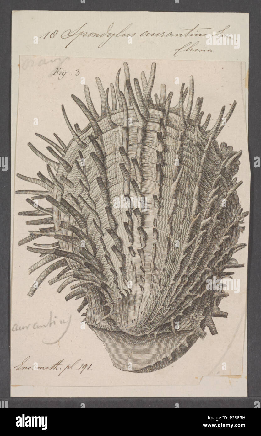 Spondylus aurantius hi-res stock photography and images - Alamy