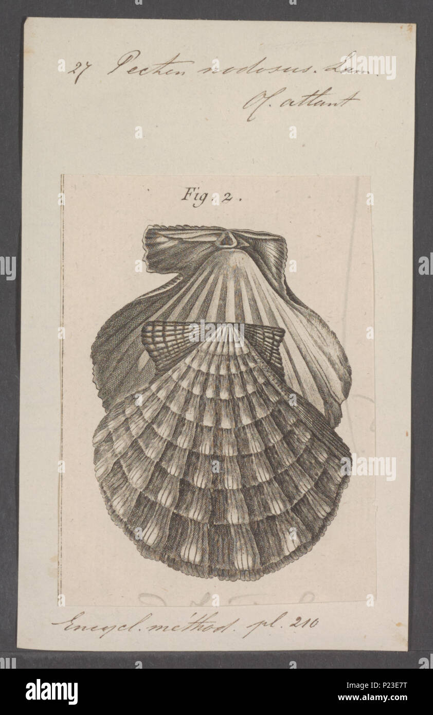 . Pecten nodosus 219 Pecten nodosus - - Print - Iconographia Zoologica ...