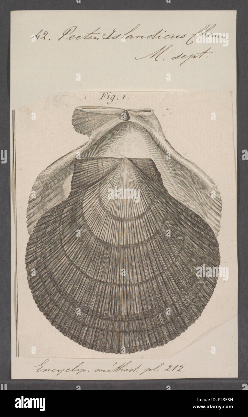 Islandicus hi-res stock photography and images - Alamy