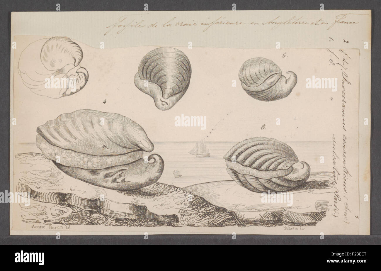 Inoceramus hi-res stock photography and images - Alamy