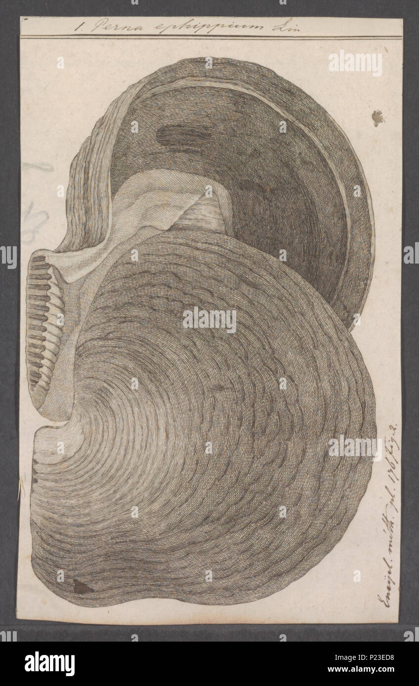 Isognomon ephippium hi-res stock photography and images - Alamy