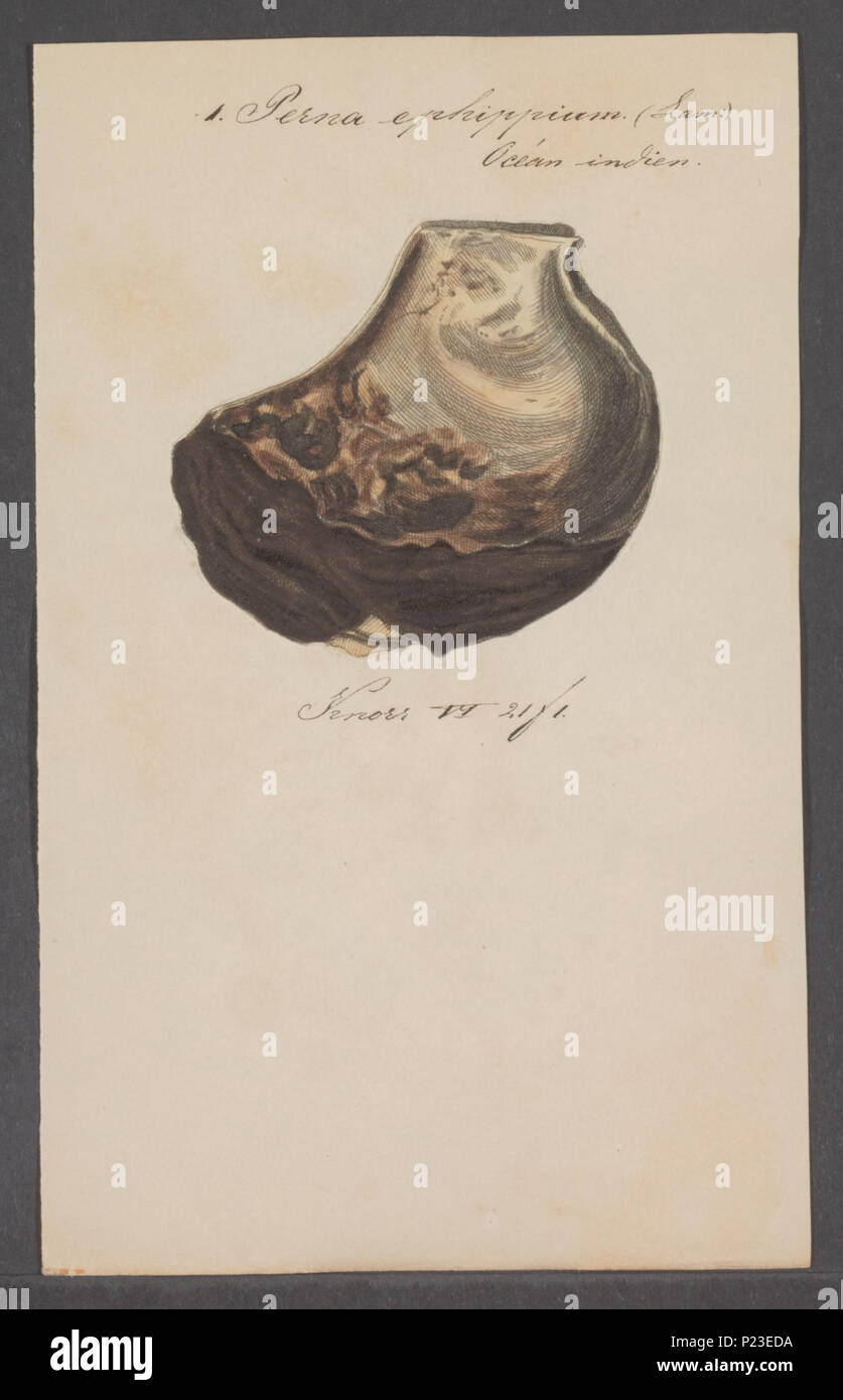 Isognomon ephippium hi-res stock photography and images - Alamy