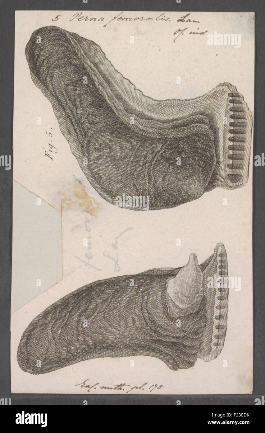 Isognomon perna hi-res stock photography and images - Alamy