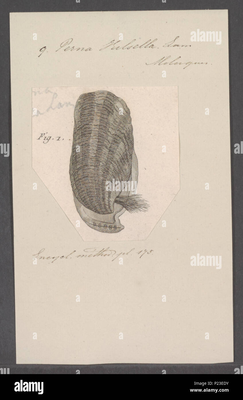 Perna vulsella hi-res stock photography and images - Alamy