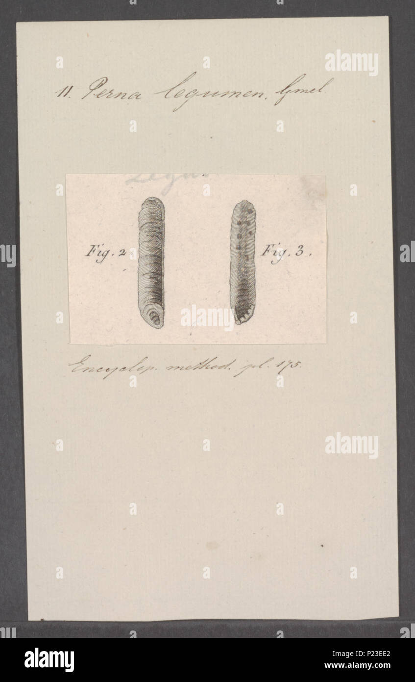 . Isognomon legumen syn. Perna legumen 221 Perna legumen - - Print ...