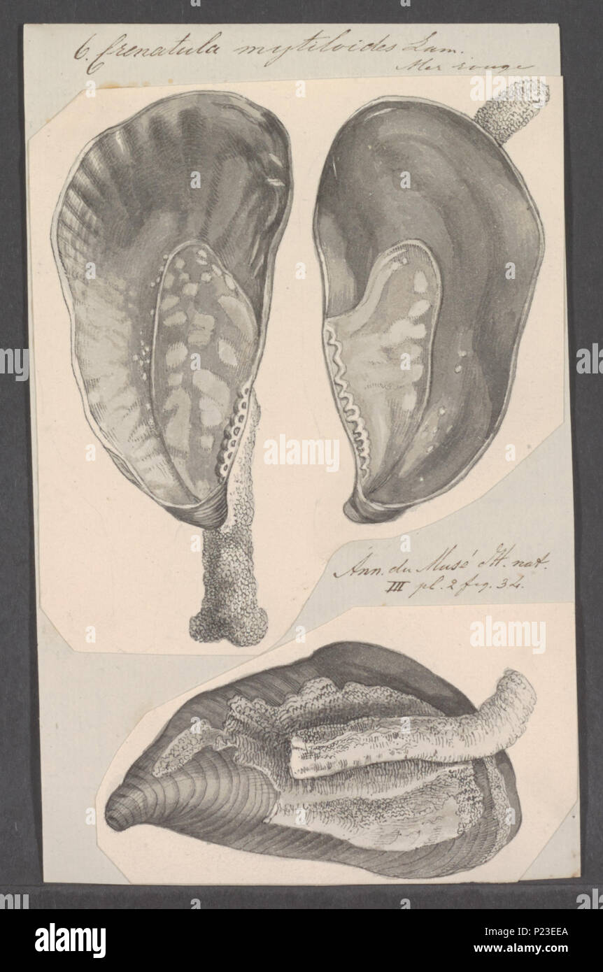 Mytiloides hi-res stock photography and images - Alamy