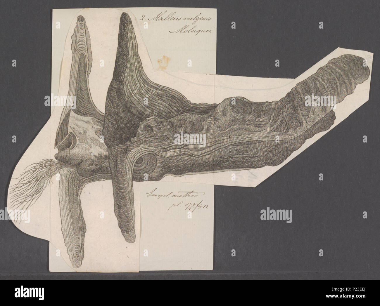 . Malleus vulgaris 181 Malleus vulgaris - - Print - Iconographia ...