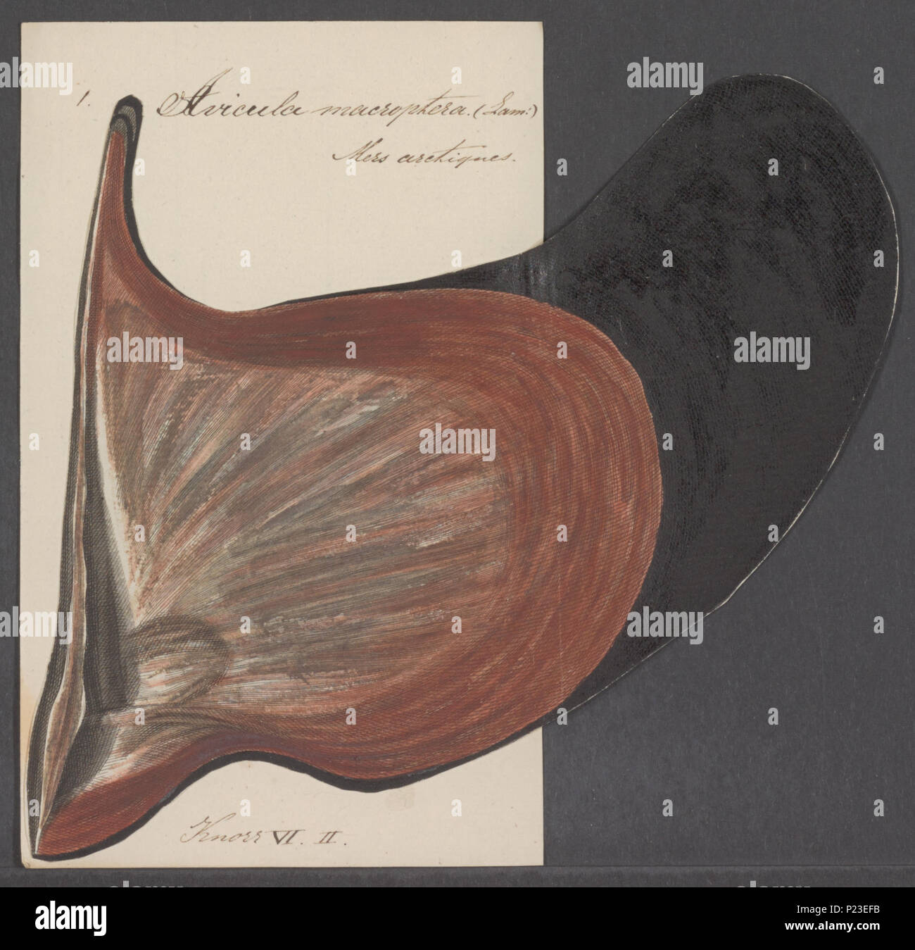 Avicula hi-res stock photography and images - Alamy