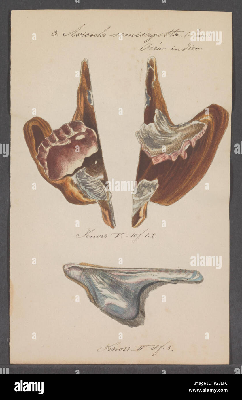 Avicula semisagitta hi-res stock photography and images - Alamy