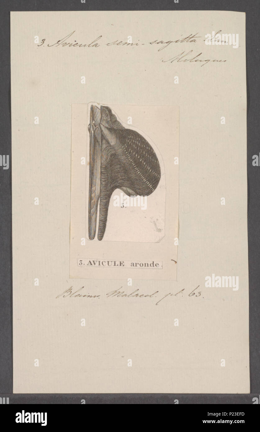 Avicula hi-res stock photography and images - Alamy