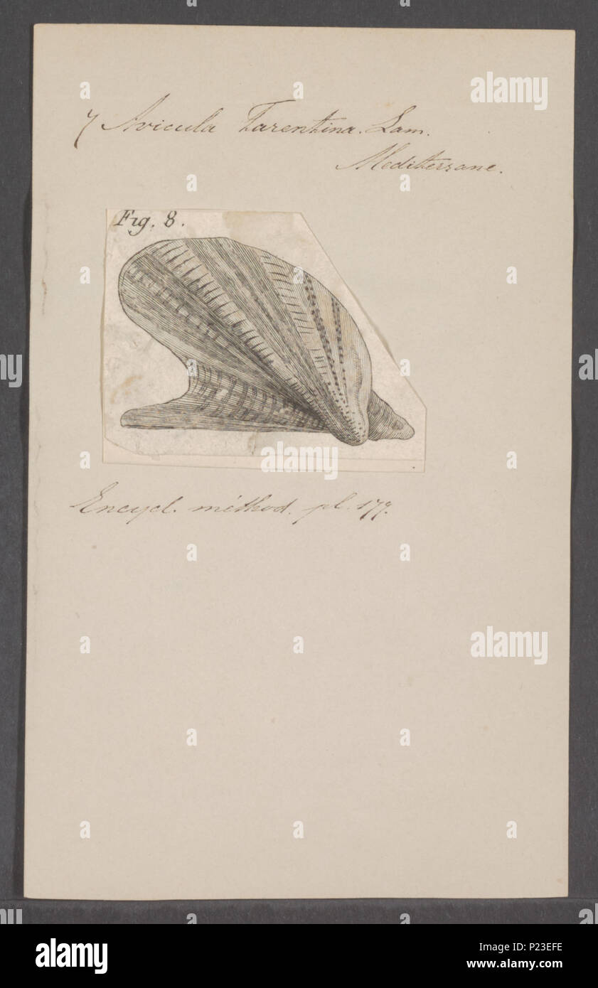 Avicula hi-res stock photography and images - Alamy