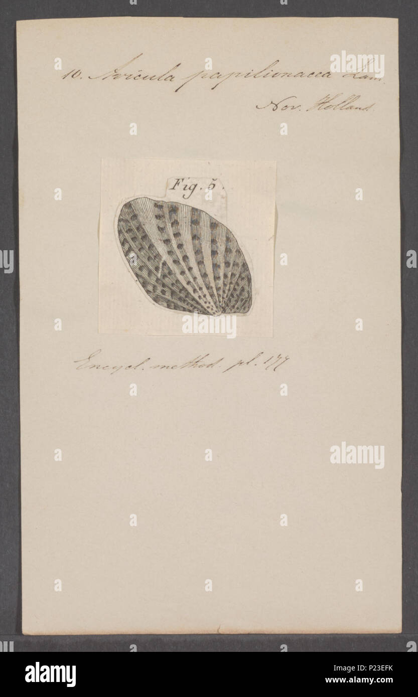 Avicula hi-res stock photography and images - Alamy