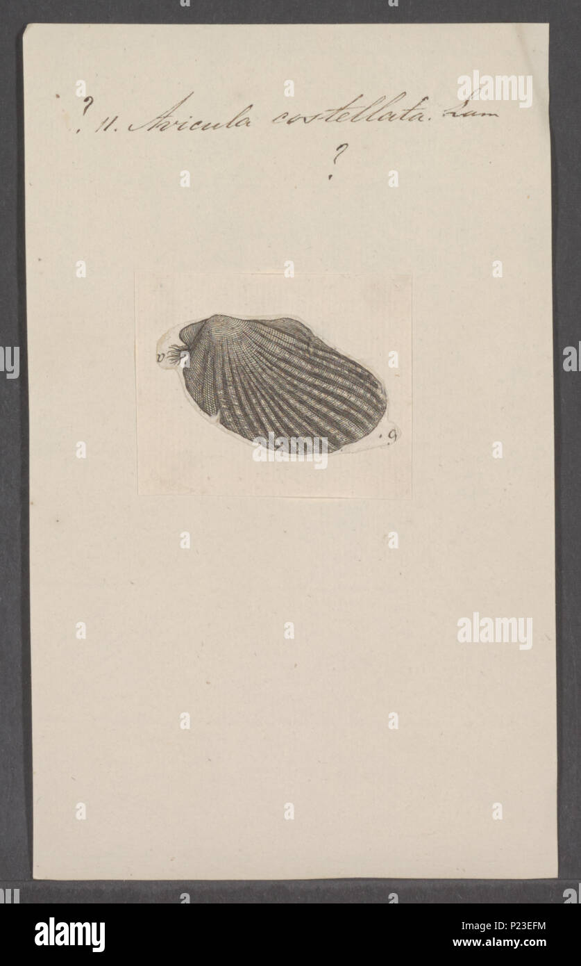 Avicula hi-res stock photography and images - Alamy