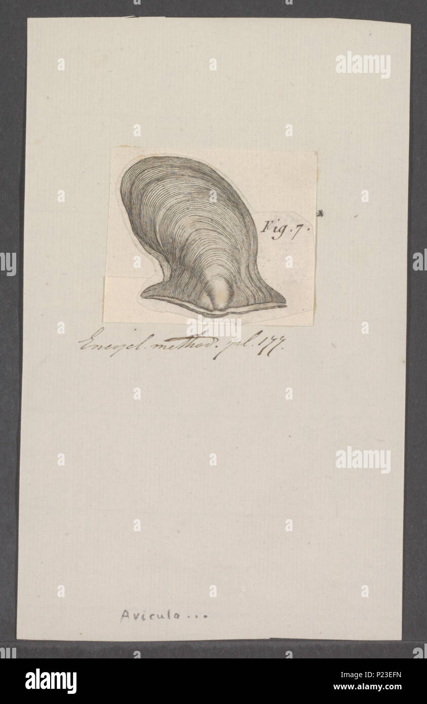 Avicula hi-res stock photography and images - Alamy