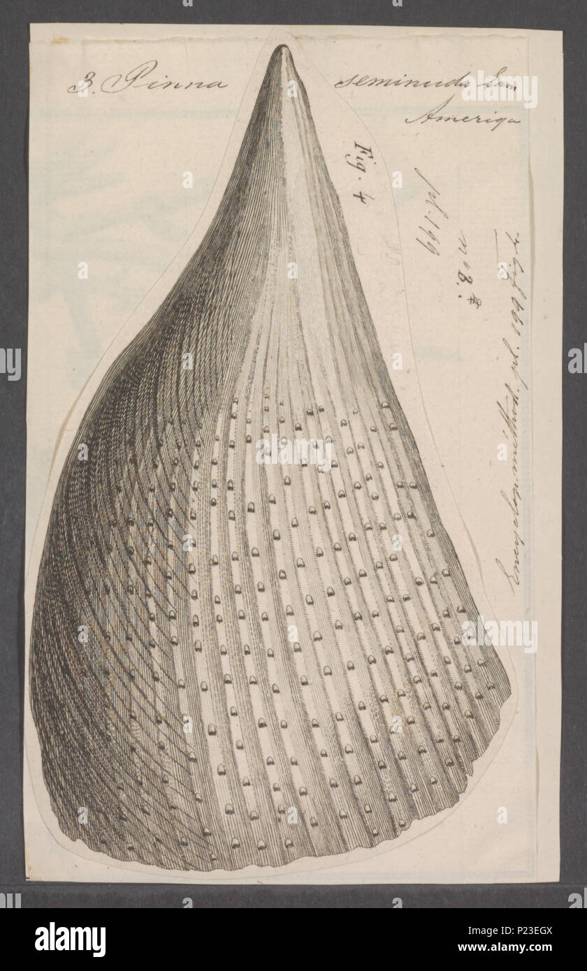 Pinna seminuda hi-res stock photography and images - Alamy