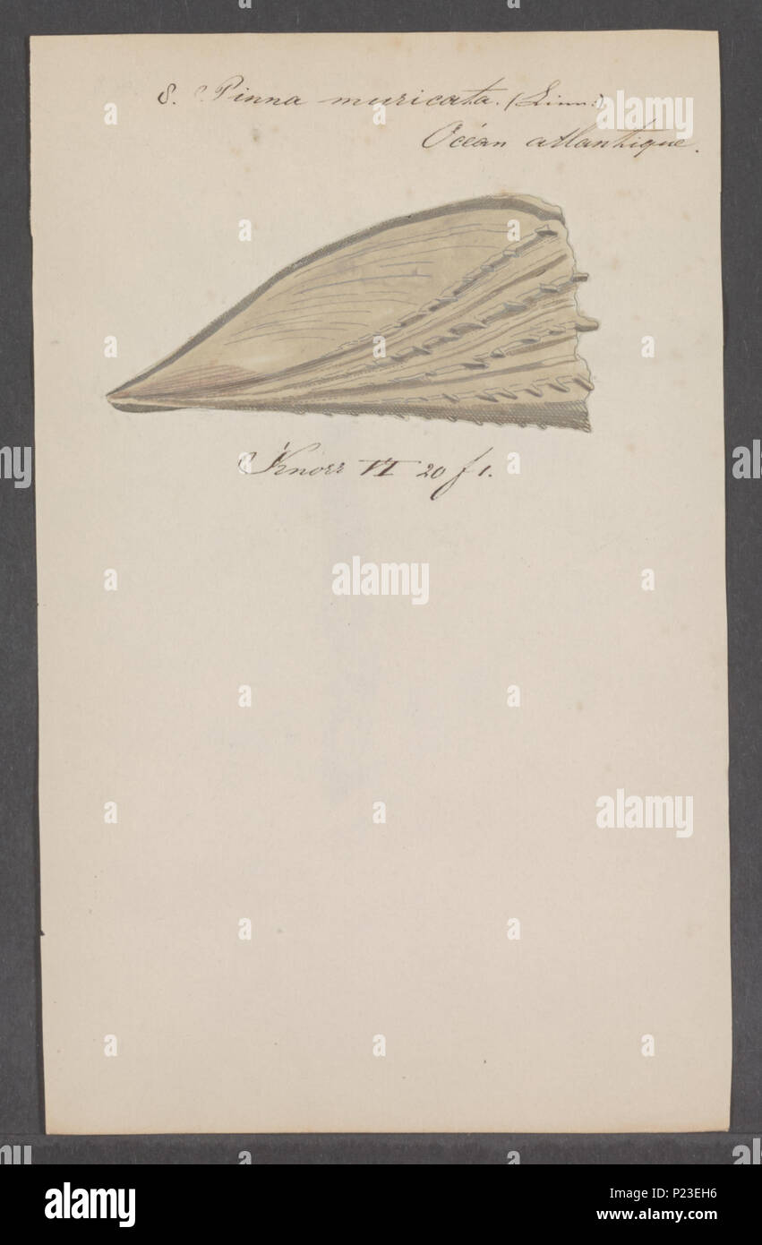 Pinna muricata hi-res stock photography and images - Alamy