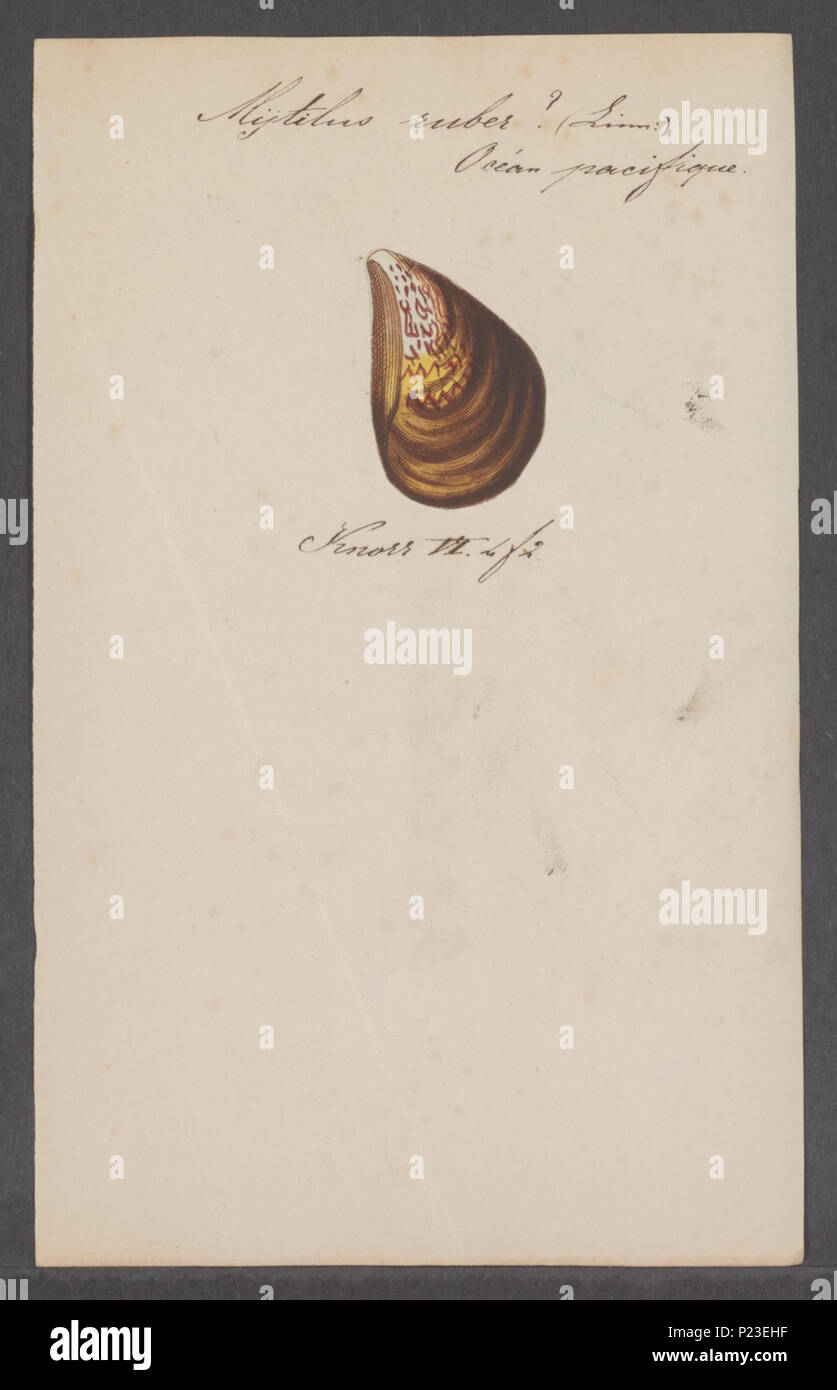 Modiolus hi-res stock photography and images - Alamy