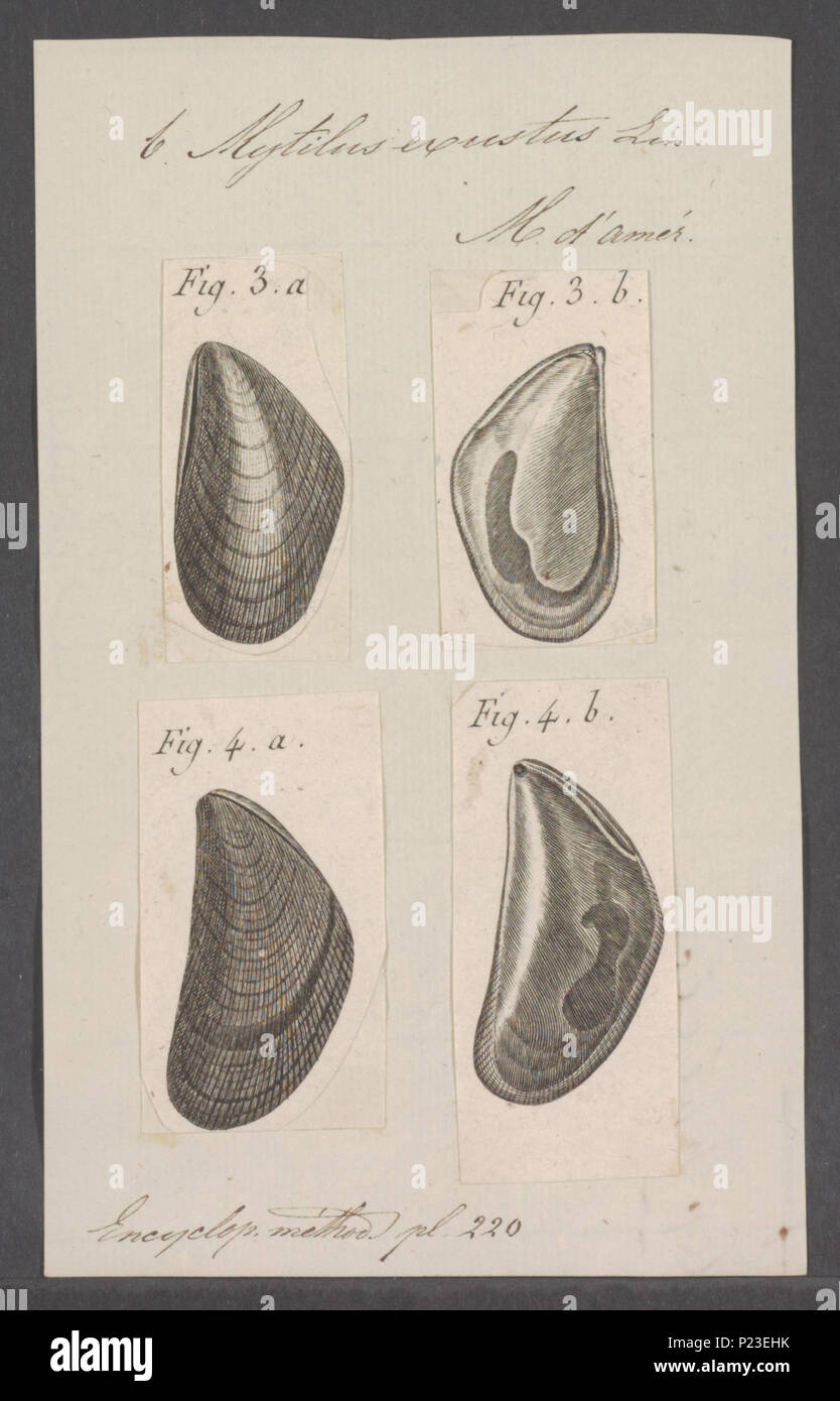 Brachidontes exustus hi-res stock photography and images - Alamy