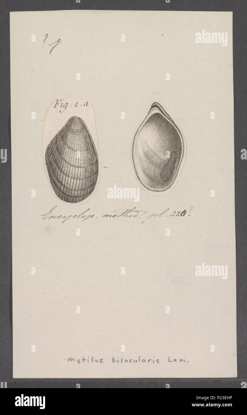 Septifer hi-res stock photography and images - Alamy