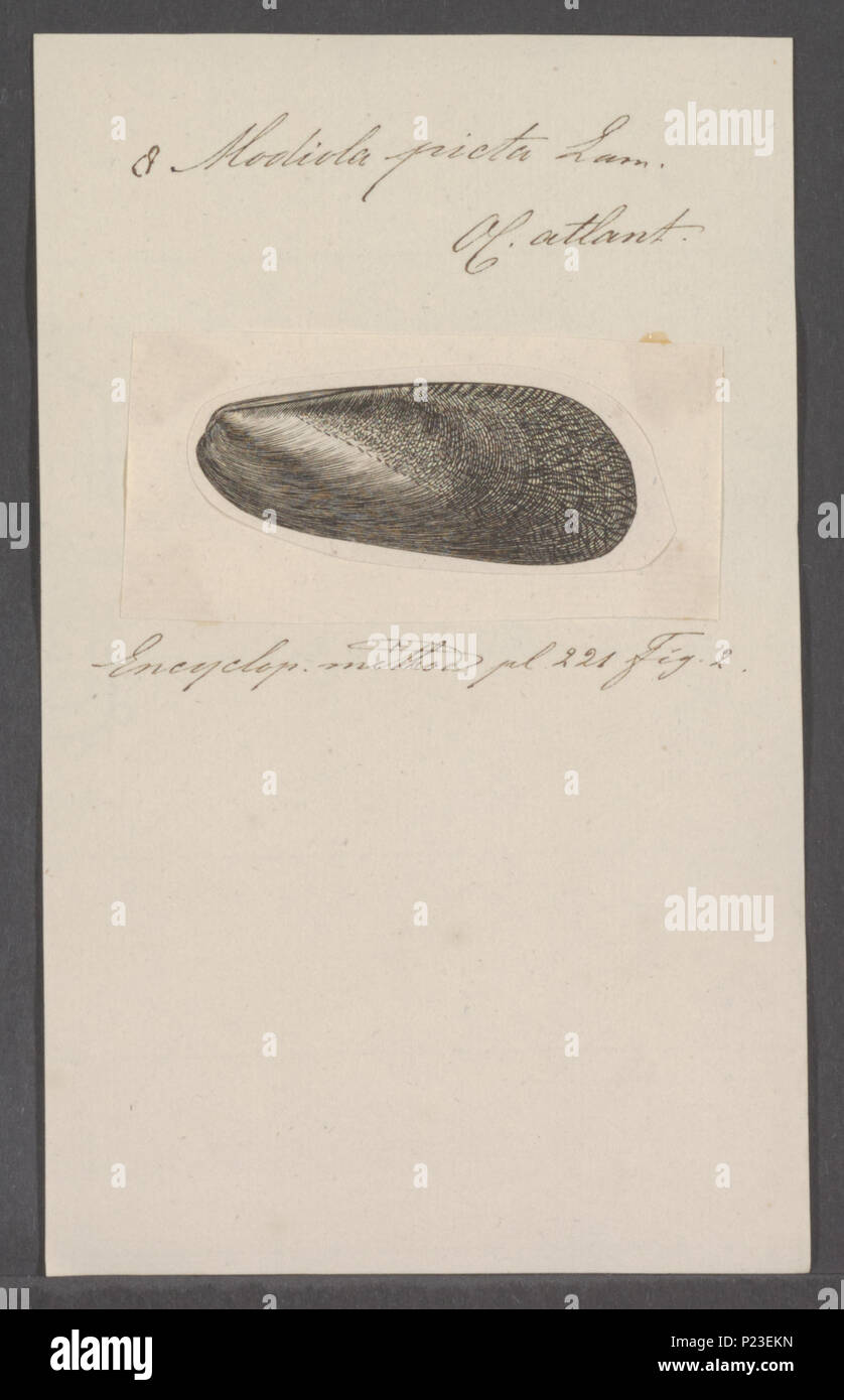 Modiola picta hi-res stock photography and images - Alamy